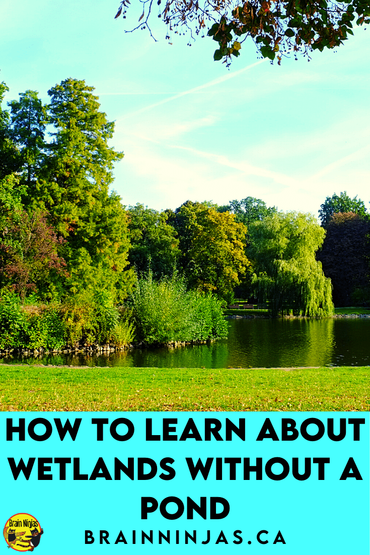 How to Learn About Wetlands Without A Pond - Ninja Notes