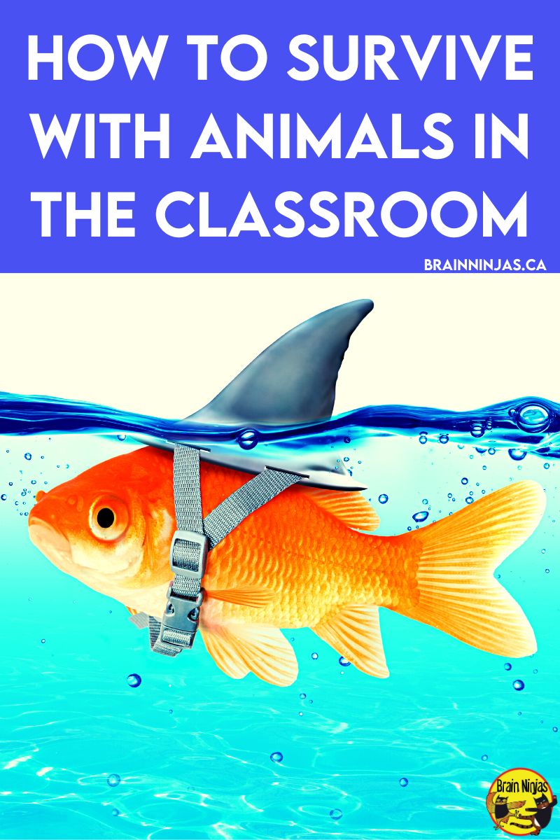 How to Survive With Animals in the Classroom - Ninja Notes