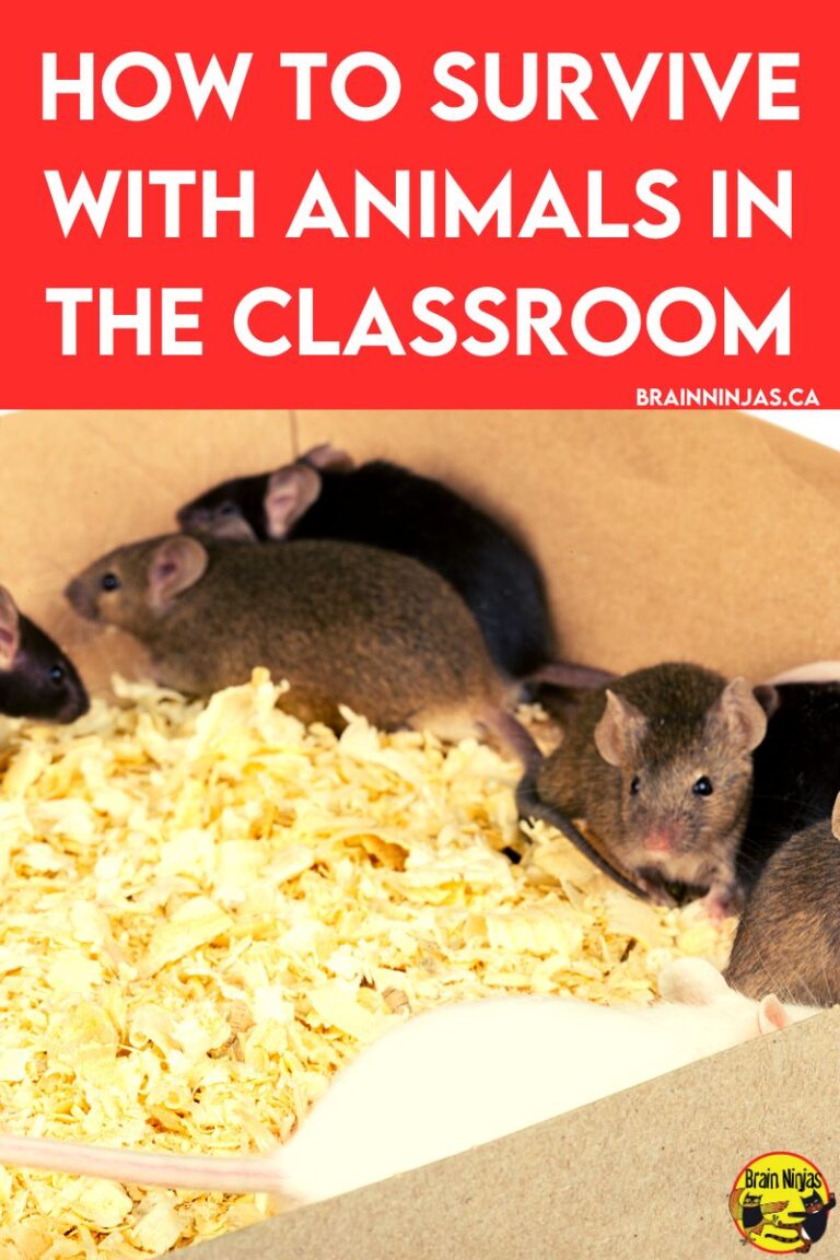 How to Survive With Animals in the Classroom - Ninja Notes