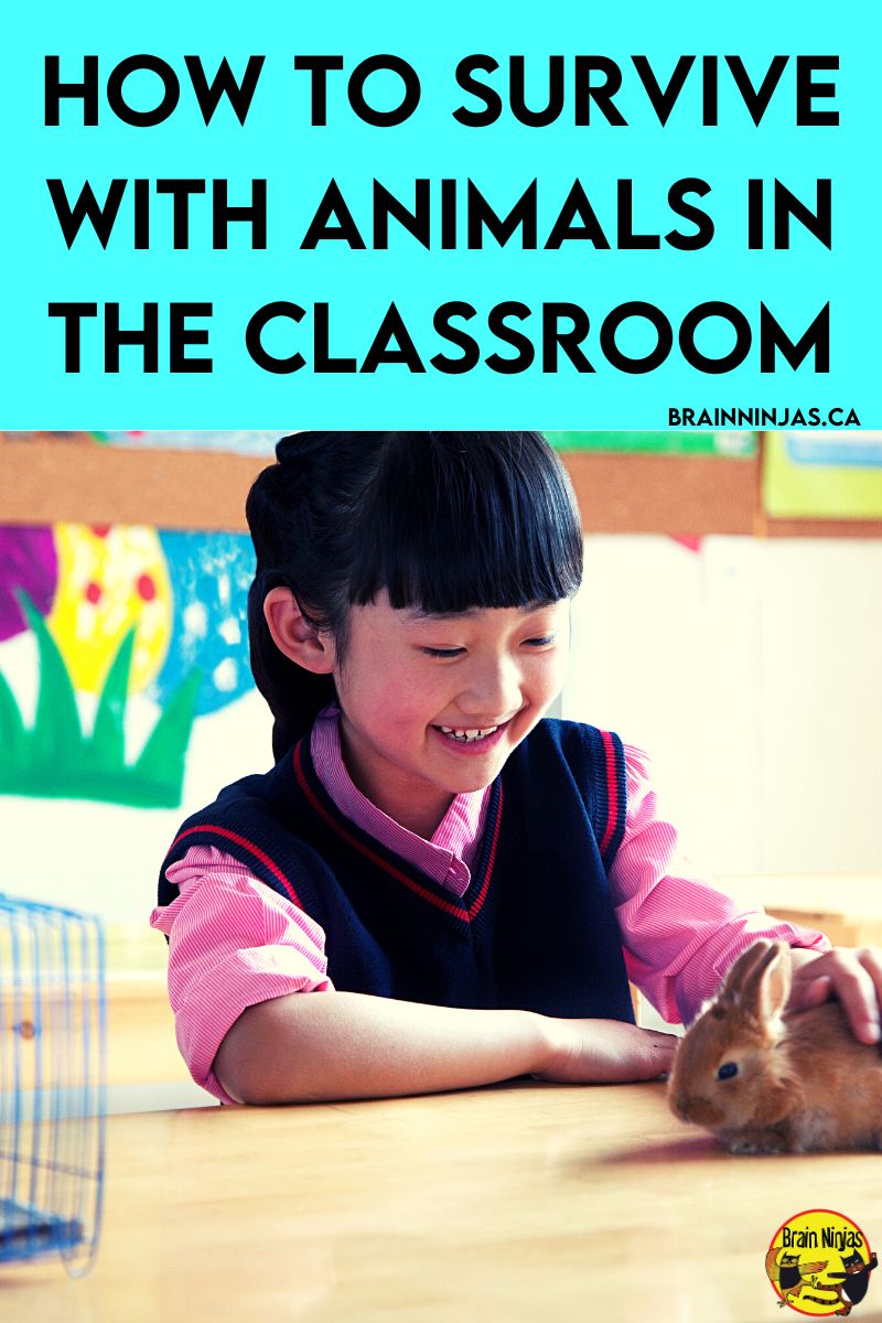 How to Survive With Animals in the Classroom - Ninja Notes