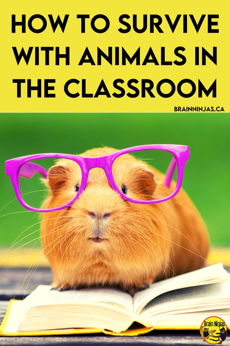 How to Survive With Animals in the Classroom - Ninja Notes