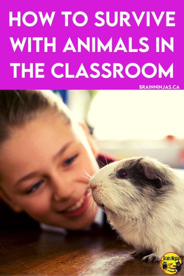 How to Survive With Animals in the Classroom - Ninja Notes