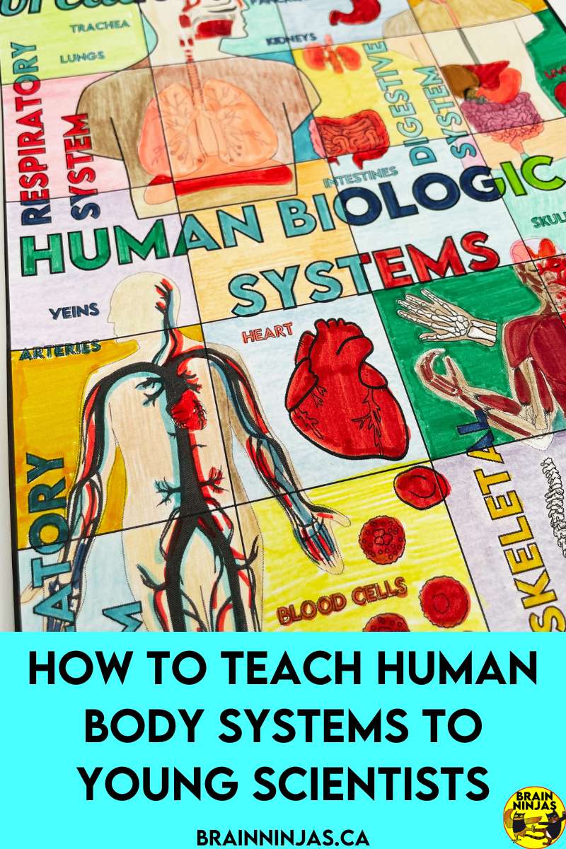 How to Teach Human Body Systems to Young Scientists - Ninja Notes