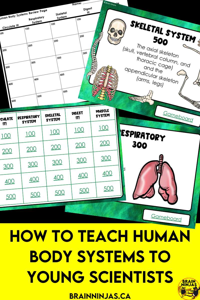 How to Teach Human Body Systems to Young Scientists - Ninja Notes
