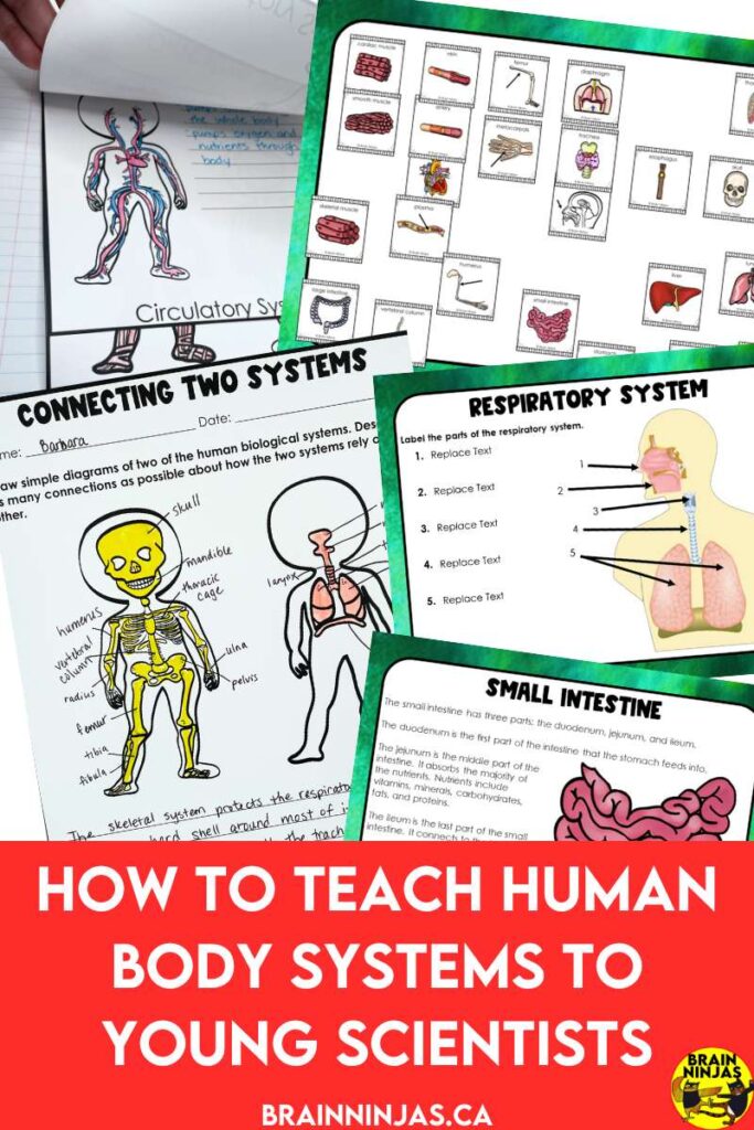 How to Teach Human Body Systems to Young Scientists - Ninja Notes