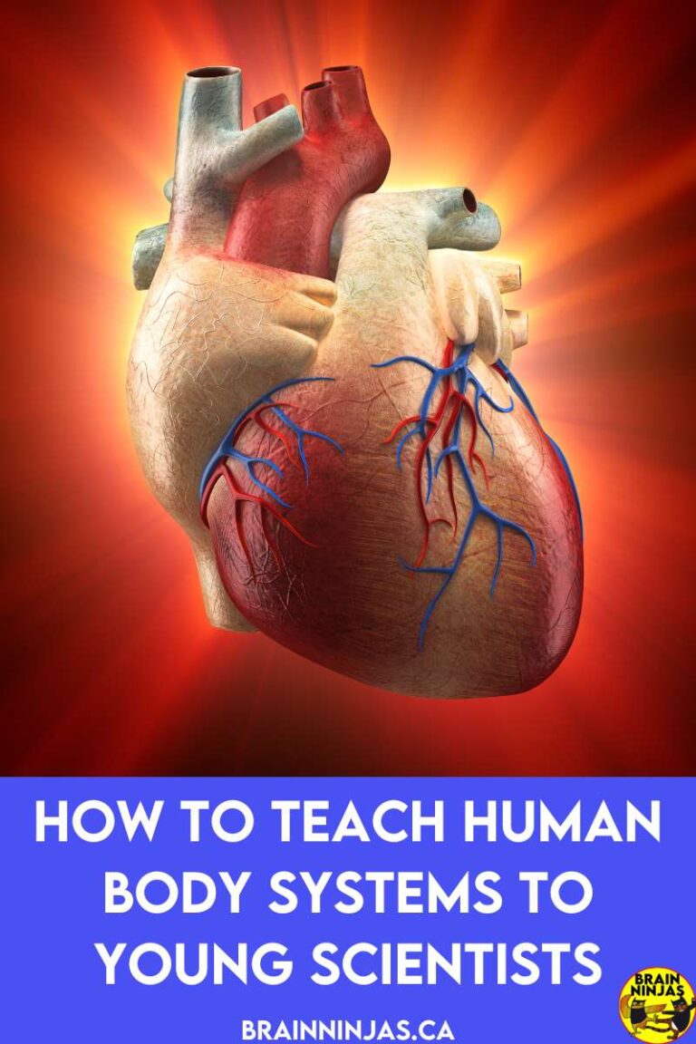 How to Teach Human Body Systems to Young Scientists - Ninja Notes