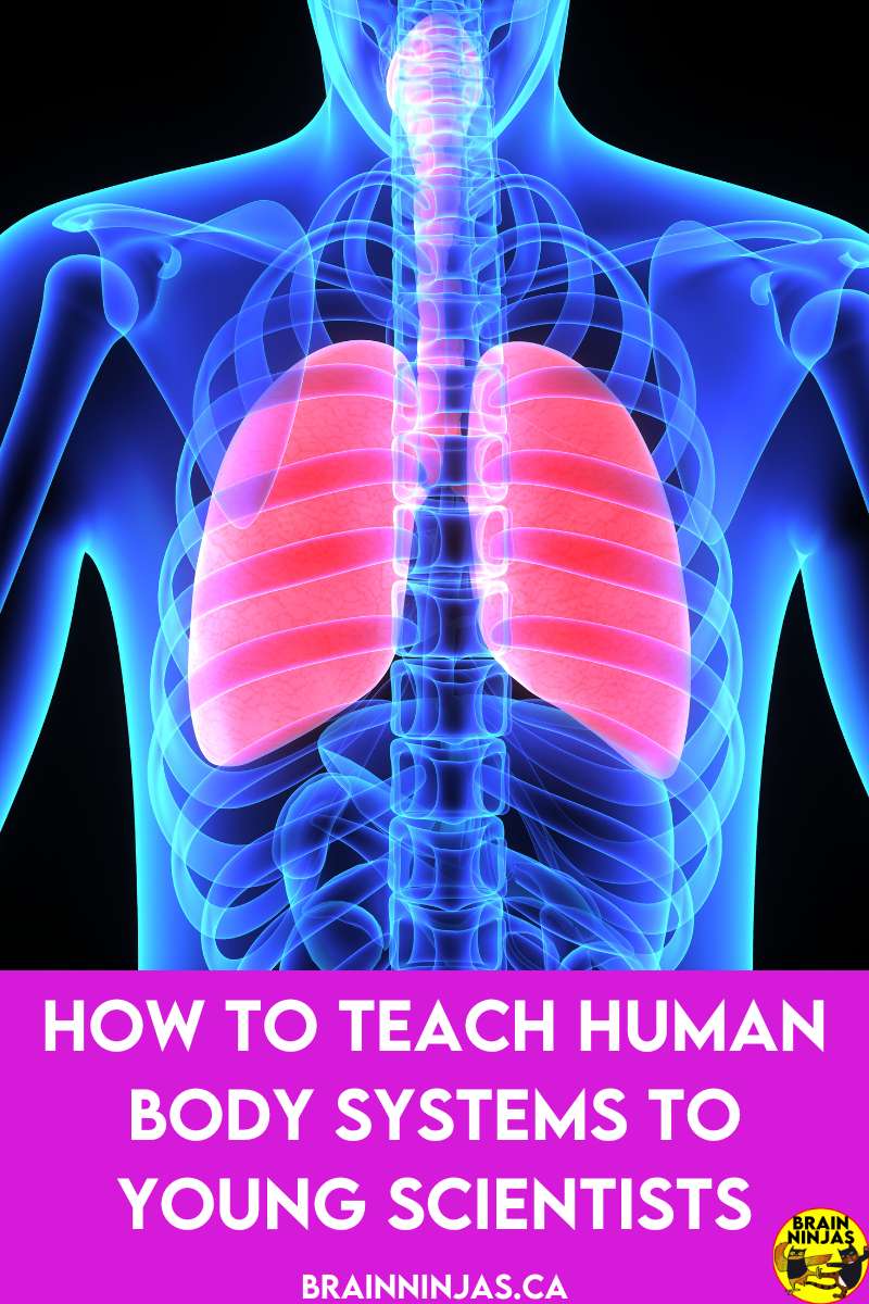 How to Teach Human Body Systems to Young Scientists - Ninja Notes