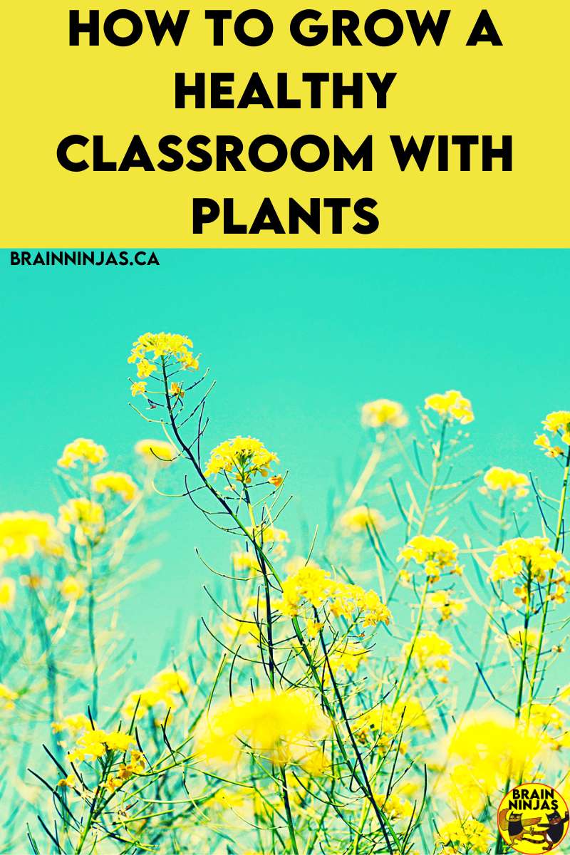 How to Grow a Healthy Classroom with Plants - Ninja Notes