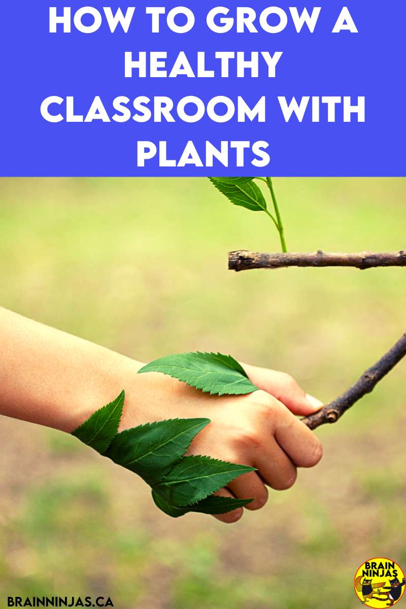 How to Grow a Healthy Classroom with Plants - Ninja Notes